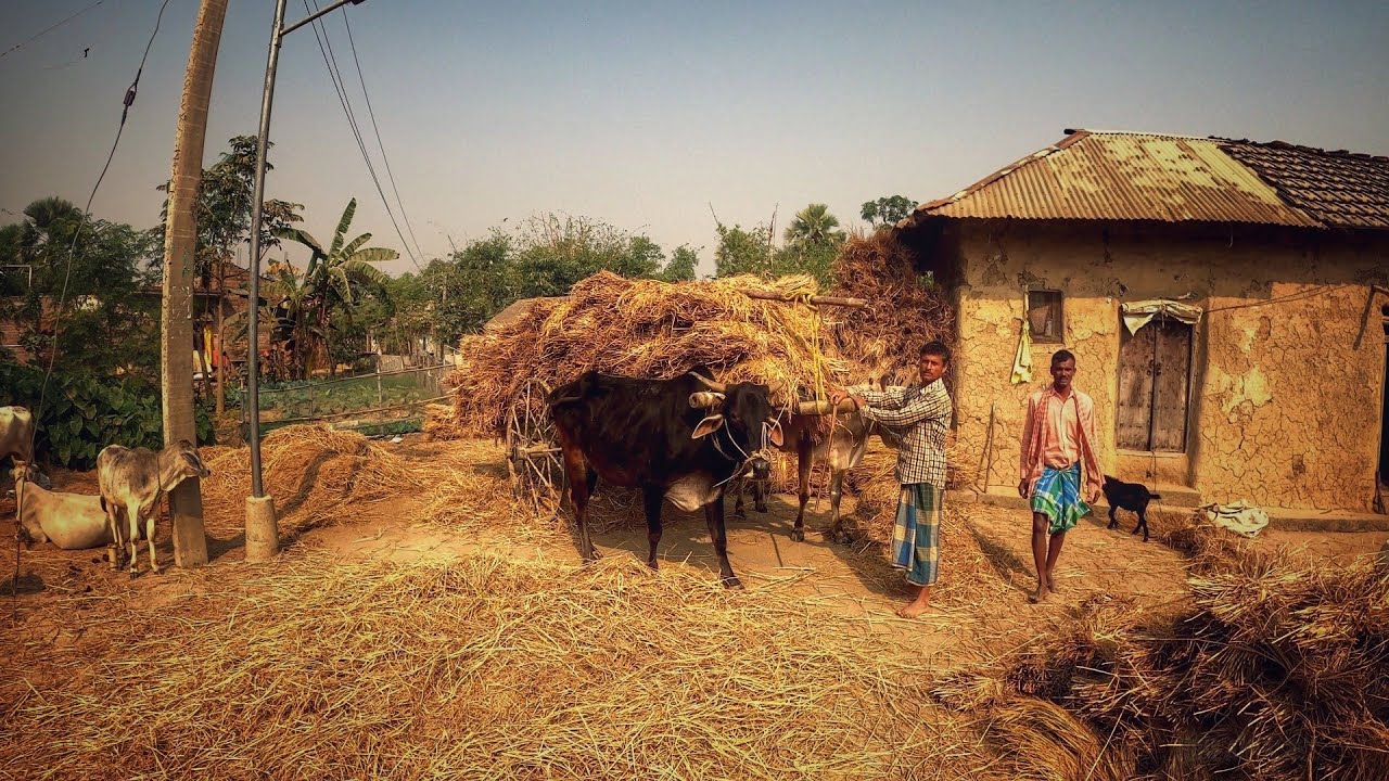 Walking in Indian Village, Real Village Scenery | Rural Village Life ...