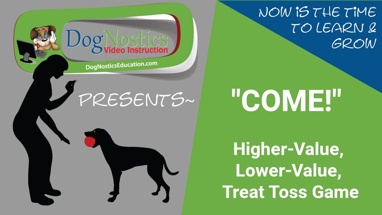"Come" - The Higher Value, Lower Value Treat Toss Game - YouTube