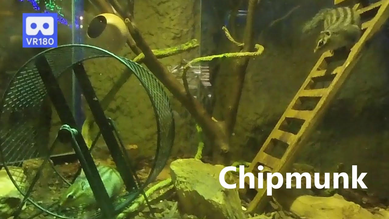 3D 180VR 4K Lovely Chipmunk ^^ Look at the Chipmunk's House - YouTube