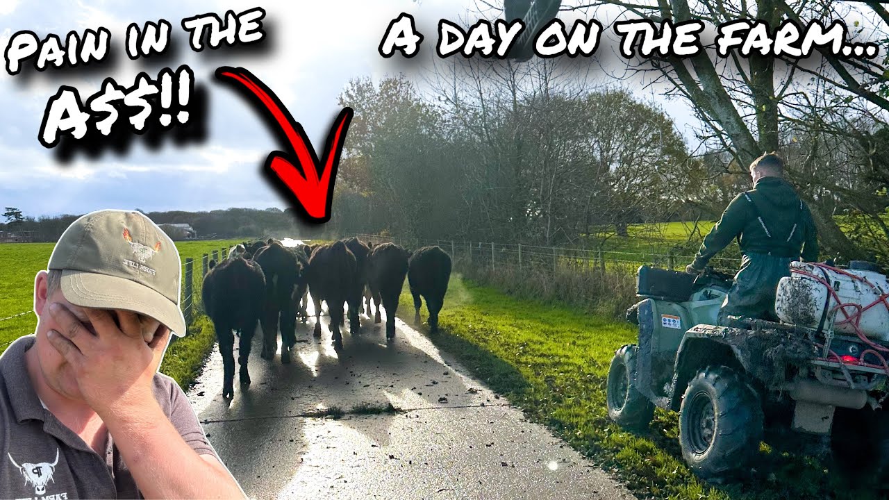 THE BULL'S GONE BAD!!!... I FALL OUT WITH SOME COWS!! | Tom Pemberton ...