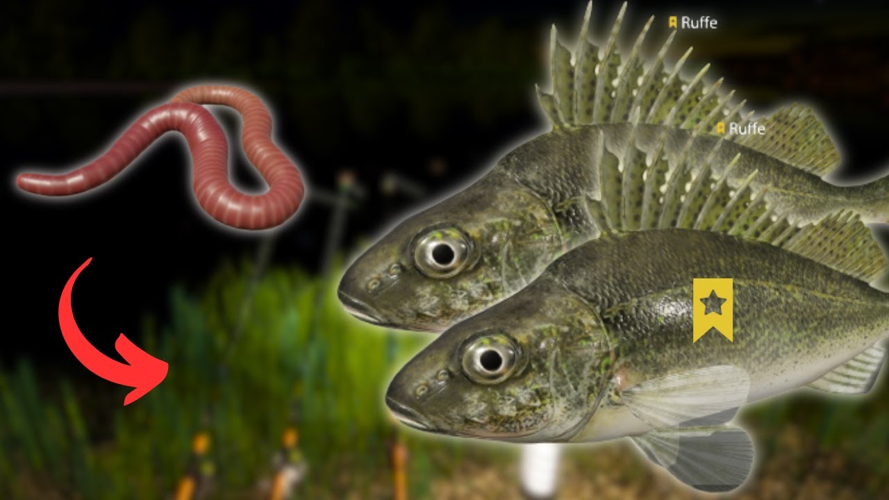 SUPER ACTIVE RUFFE SPOT IN BELAYA RIVER + TROPHY! | #757 Russian ...