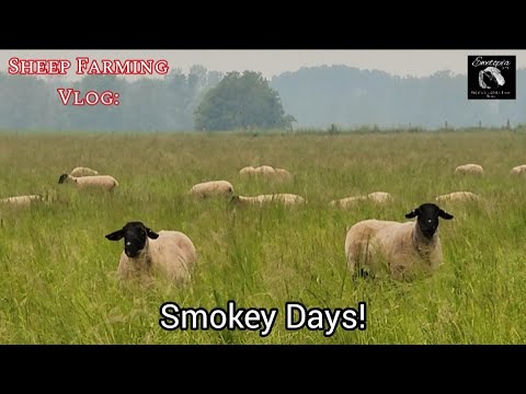 Sheep Farming Vlog: I Need Some Sheep Therapy! - YouTube