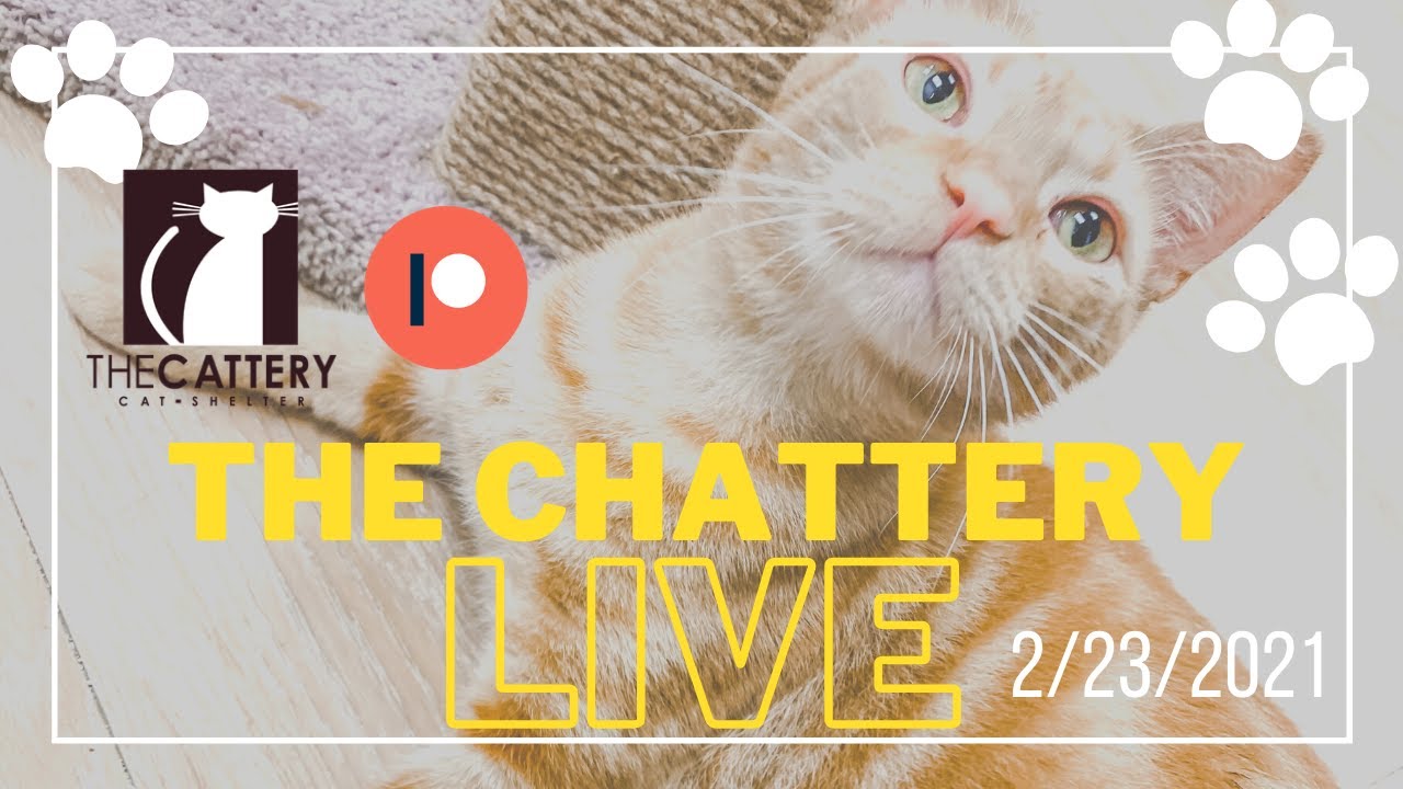 The Chattery Live! - YouTube