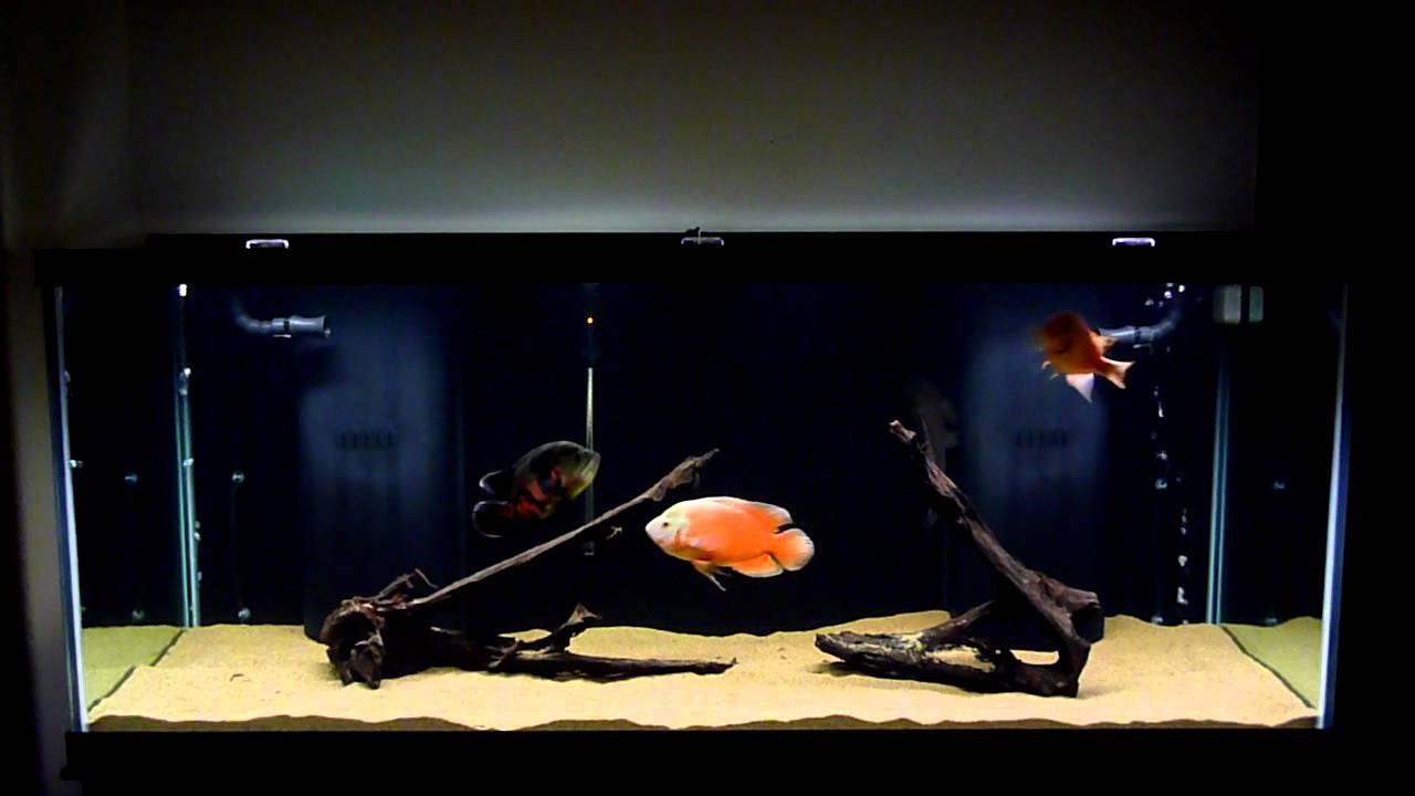 210 Gallon Fish Tank - YouTube