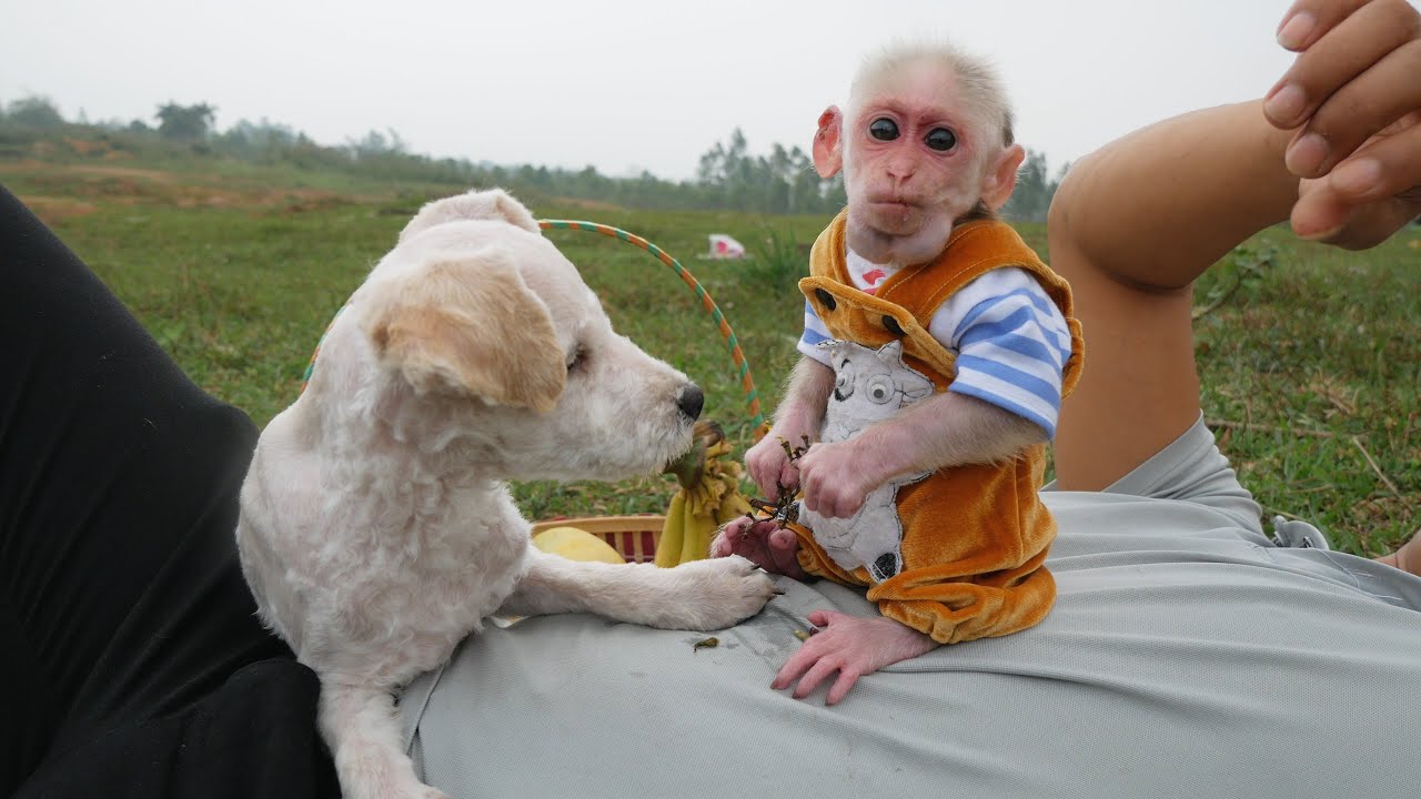 Baby monkey Obi eats rice with dad - YouTube