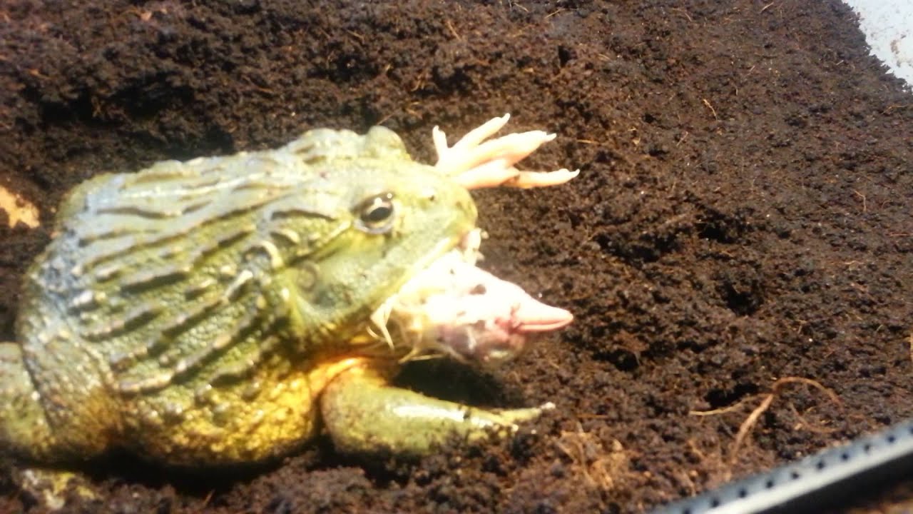 Pyxie frog eats chic - YouTube