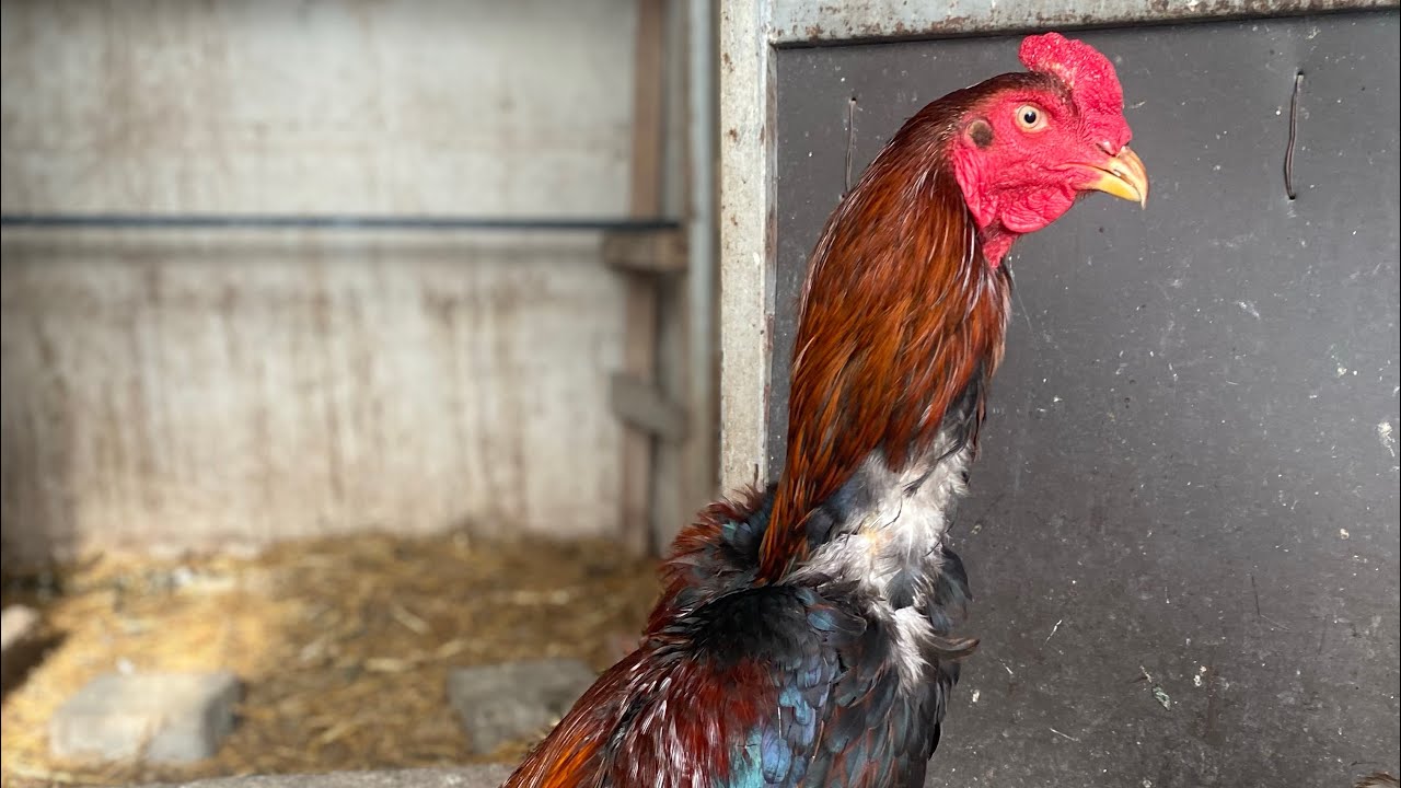 Shamo Rooster gjela luftarak 16 March 2024 - YouTube