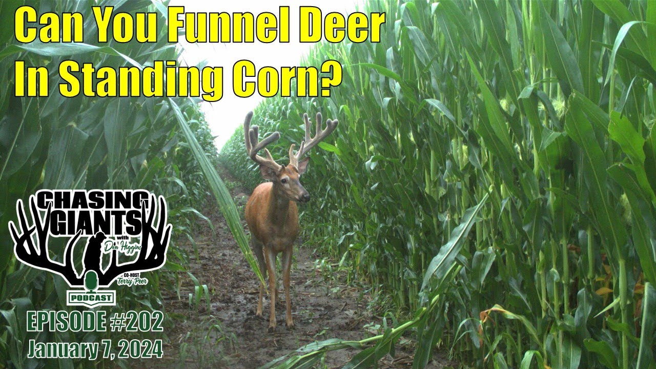 Episode #202 - Funnel Big Bucks in Standing Corn - YouTube