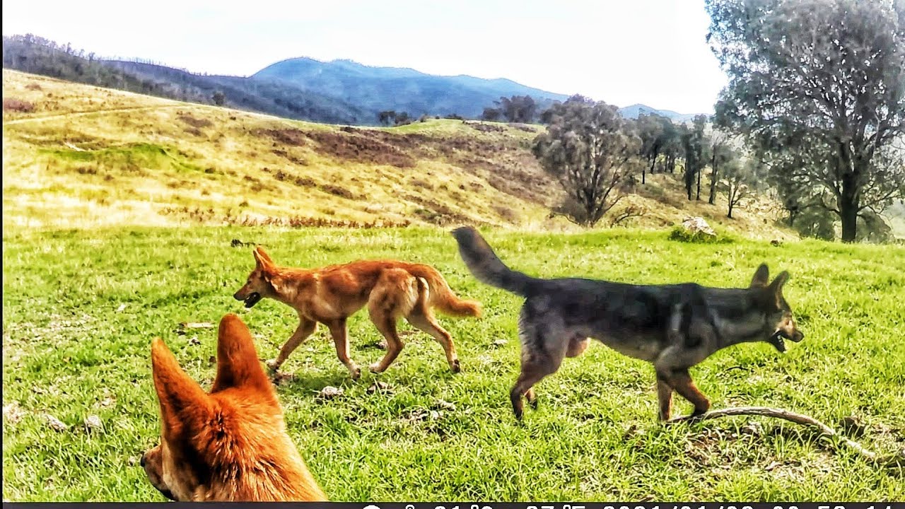 Wild Dogs On Trail Camera - YouTube