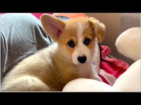ADORABLE CORGI PUPPY | Funny and Sassy Moments - YouTube