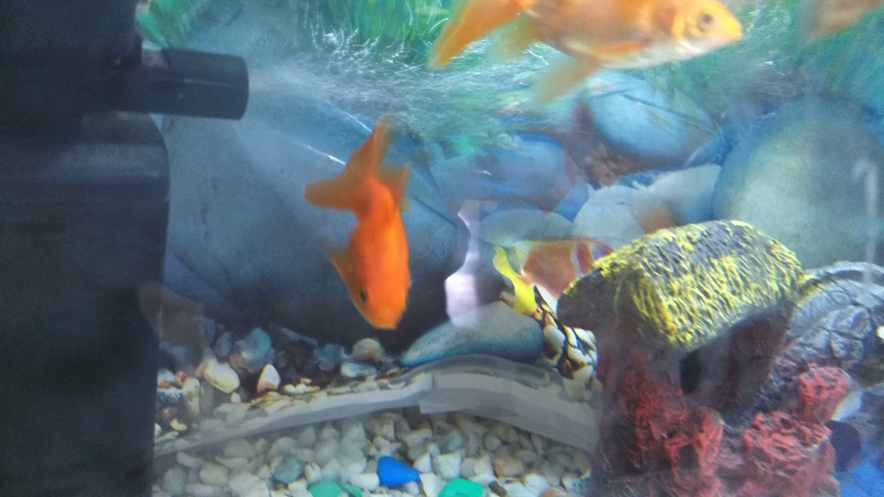 Aquarium with multi color fish 🎏 - YouTube