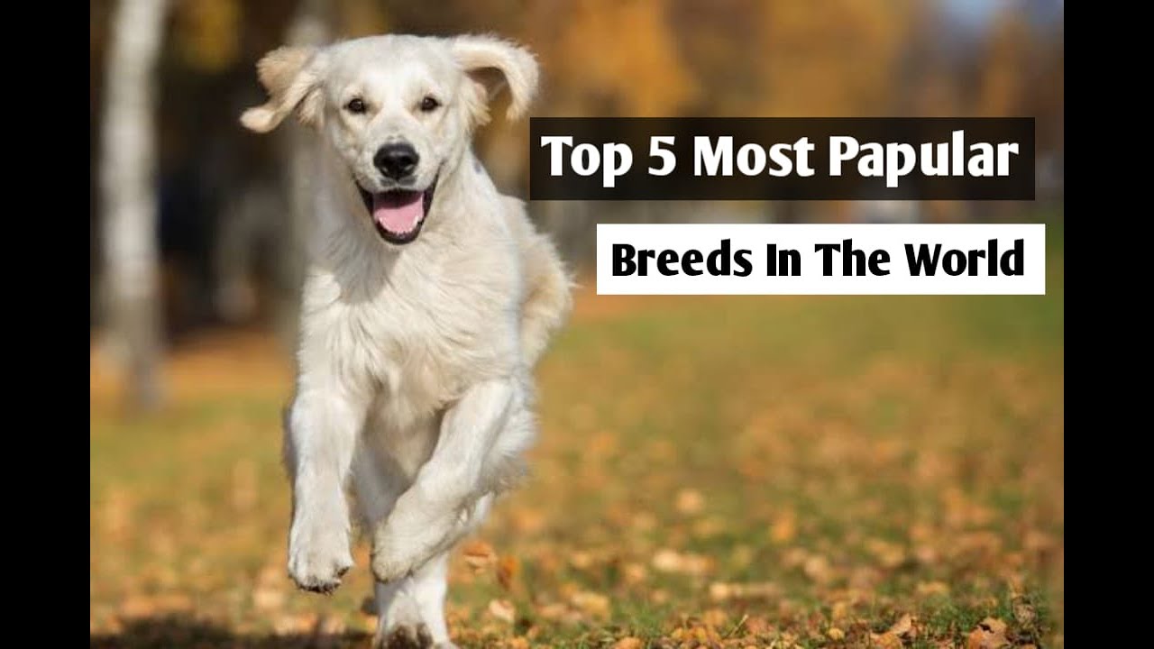 Top 5 Most Popular Dog Breeds in The World - YouTube