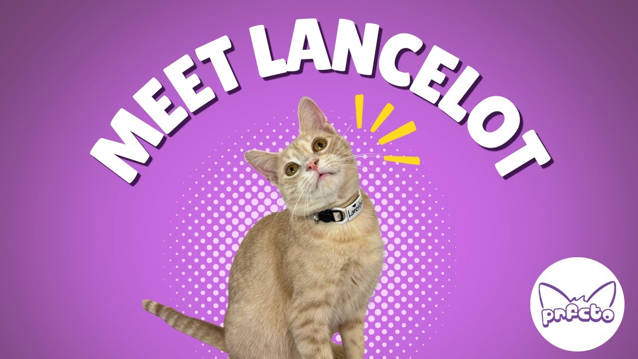 Meet Lancelot - The 4 Tooth Wonder Cat - YouTube