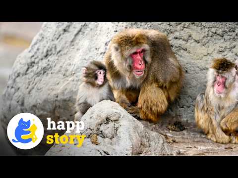 Punch the Monkey Nobody Wanted Finally Won Over The Troop’s Leader | HAPP