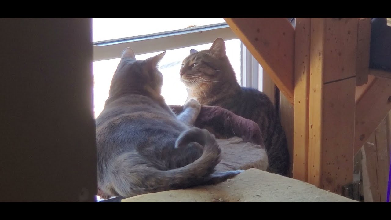 Camera gets caught snooping - YouTube