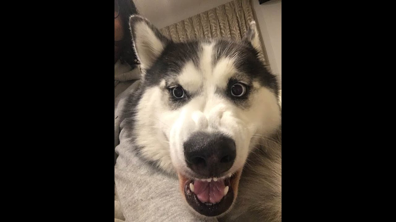 Super angry Husky || My funny Husky - YouTube