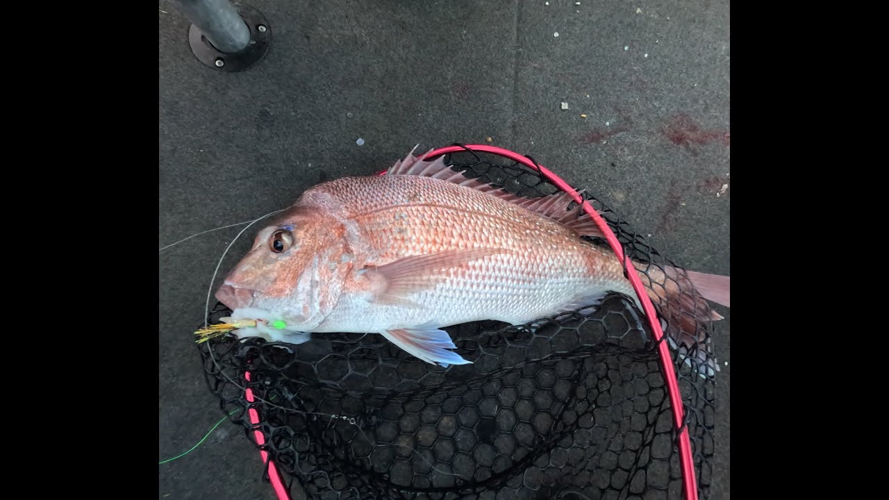 Bagged out with snapper in Port Phillip Bay - YouTube