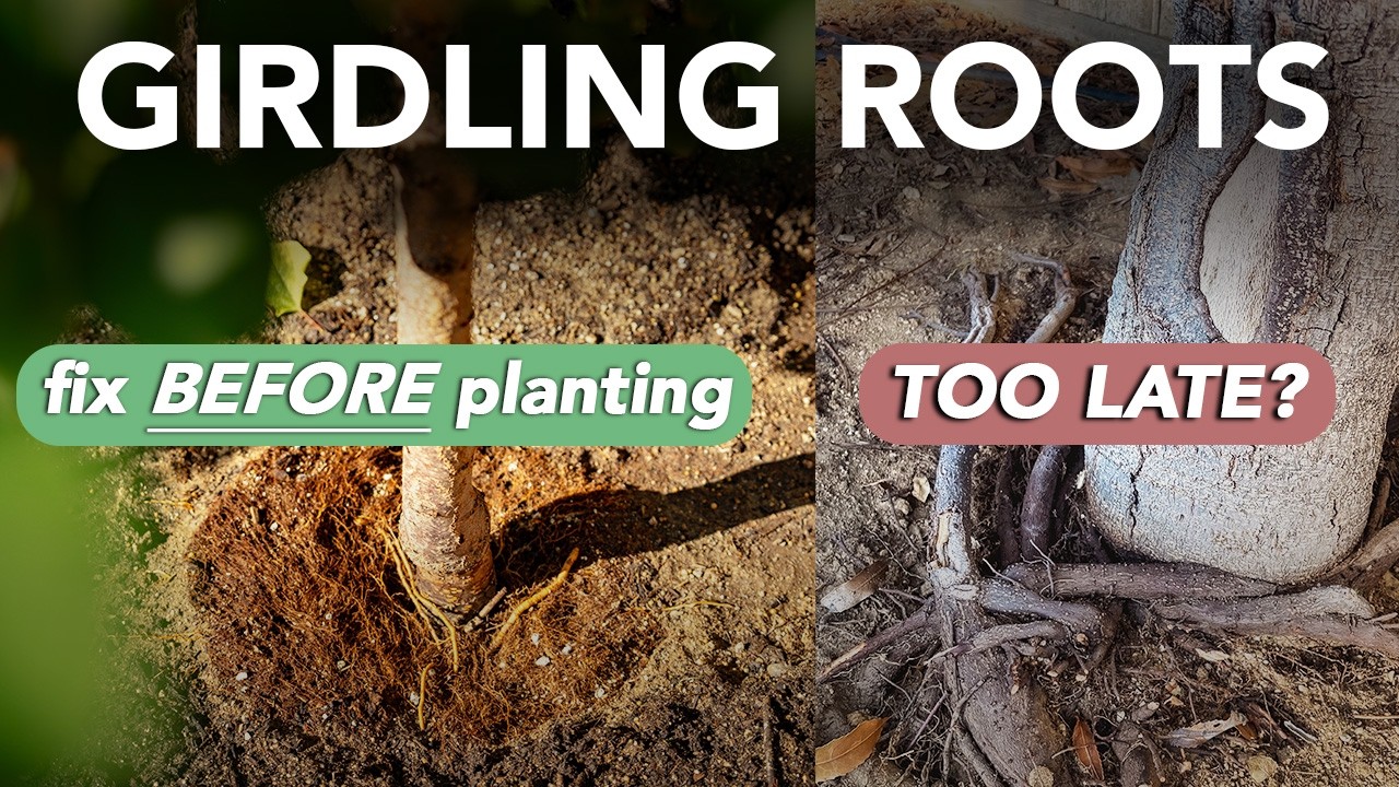 Identify, Expose, and Correct GIRDLING ROOTS On Your New Fruit Trees ...