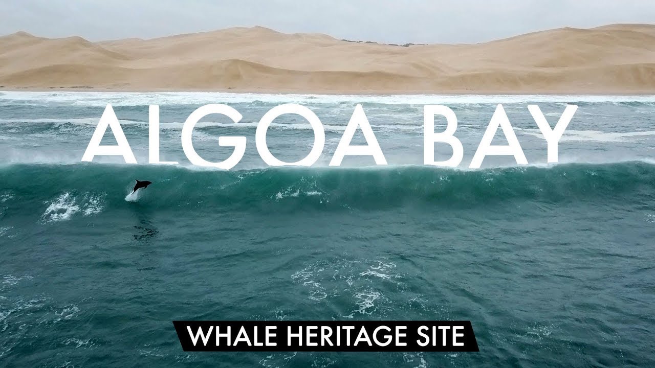 A New Future for Tourism : Algoa Bay, South Africa - Wild Guardians ...