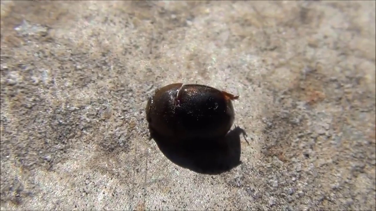Aethina tumida in Italia - Aethina tumida in Italy - YouTube
