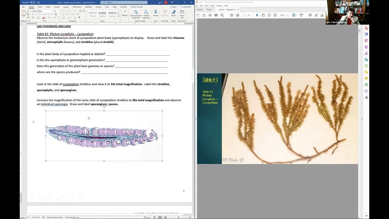 Lab #7 Seedless Vascular Plants 1307 Fall 2021 BBS - YouTube