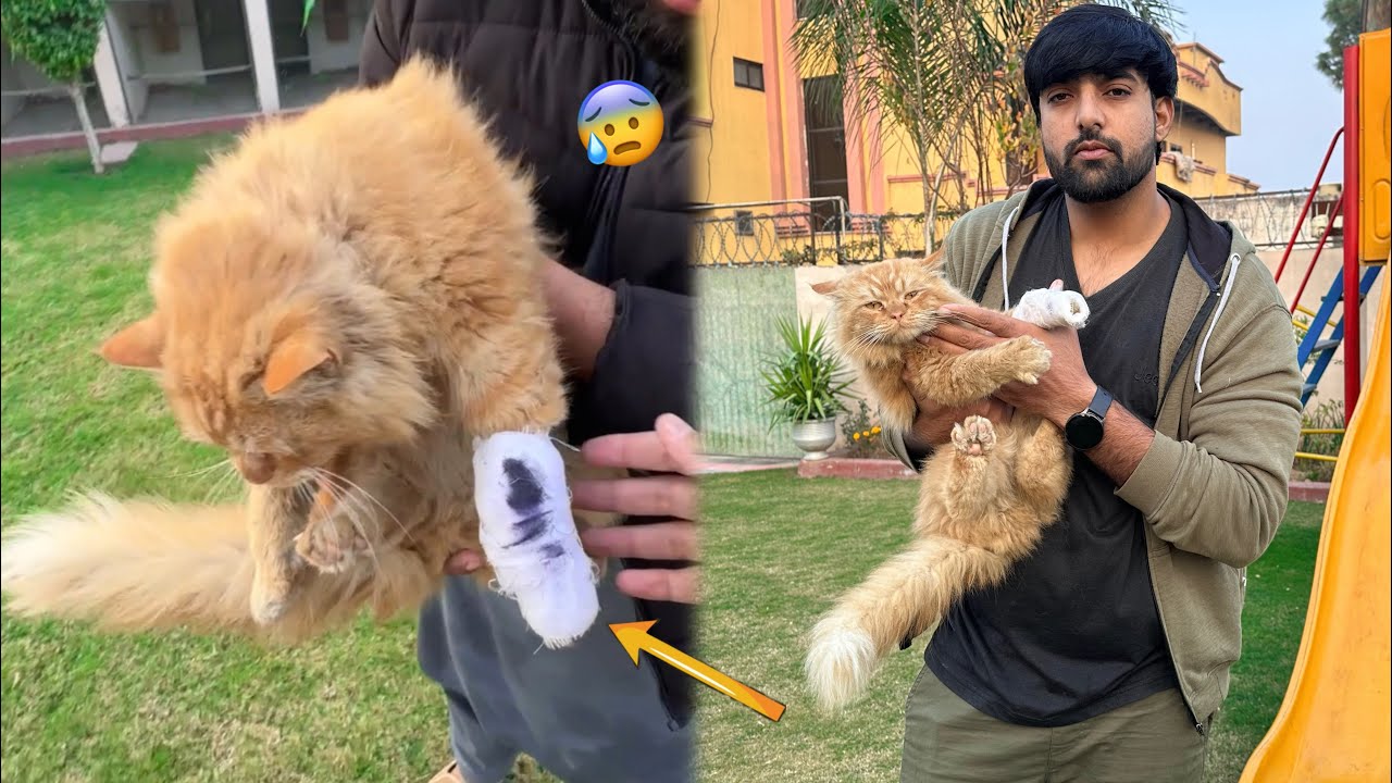 Bhalu Nay Apni Tang Turwa Li 🙁 Lrai Kr Kay - YouTube