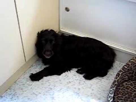 elmo crying - YouTube