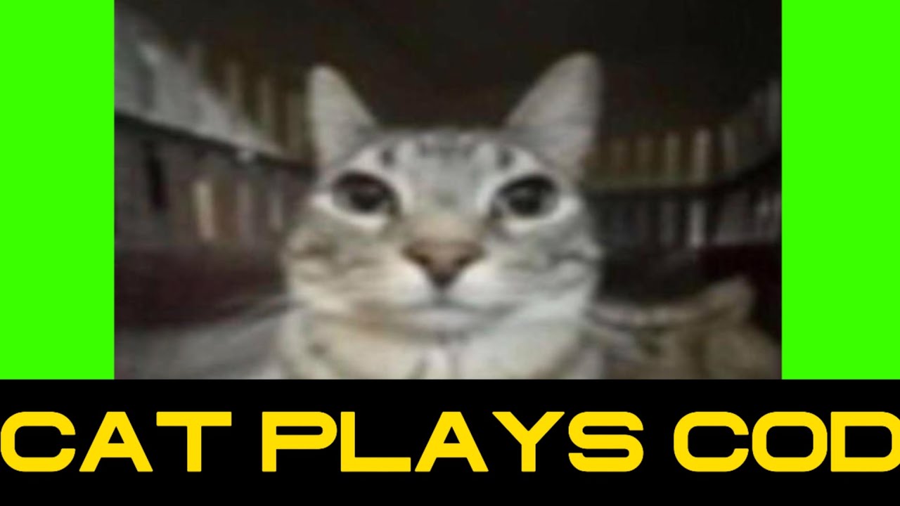 Cat plays MW3 - YouTube