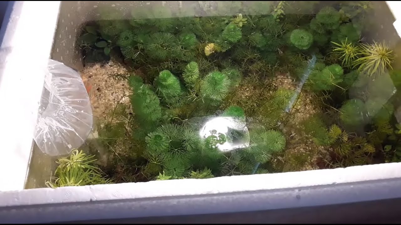 Setup Aquarium Guppy Styrofoam Tank CHRISTMAS Layout - YouTube
