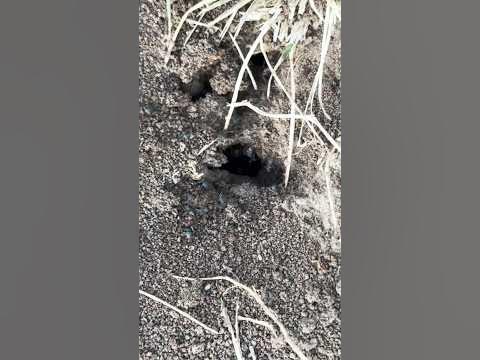 #art #music #муравьи #муравей #муравейник #рекомендации #web - YouTube