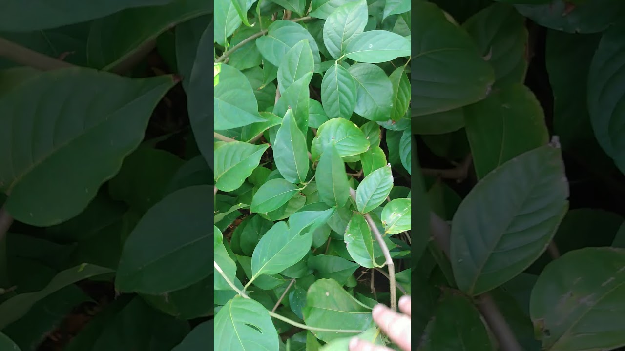 How to take cuttings and general information on b.caapi part 1/2 - YouTube