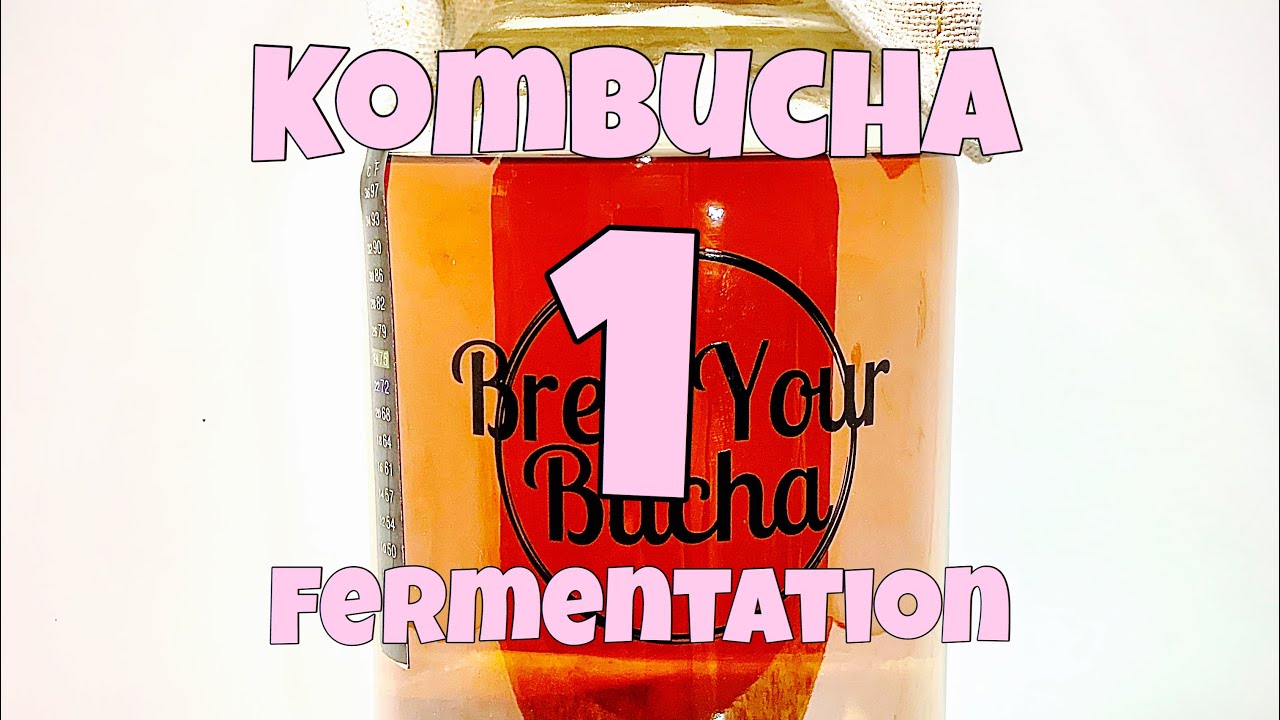 Kombucha 1 Fermentation - YouTube