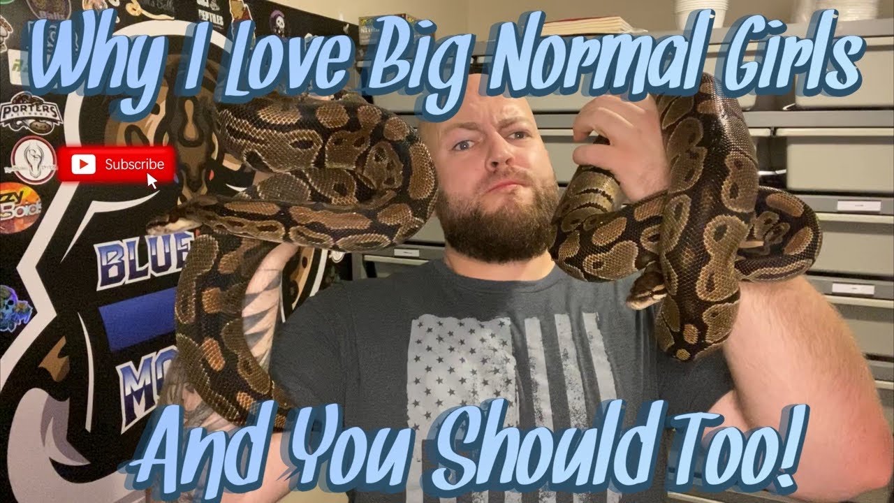 I Keep Buying Normal Ball Pythons And You Should Too! - YouTube