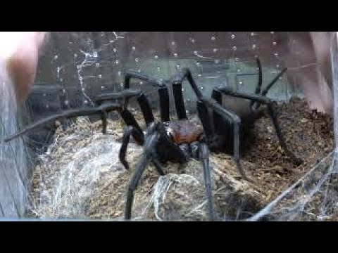 Harmonicon oyapoqueae the Devil Curtain web spider rehouse and care ...