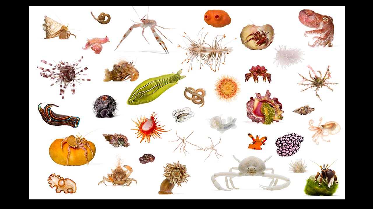Susan Middleton on the Role of Invertebrates in Our Ecosystem - YouTube
