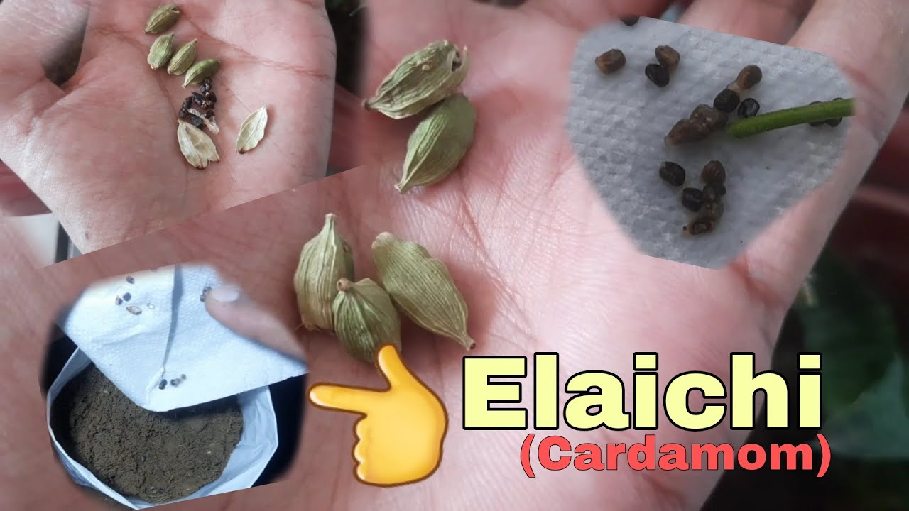 How to grow elaichi plant | elaichi ka plant kaise grow Karen |# ...