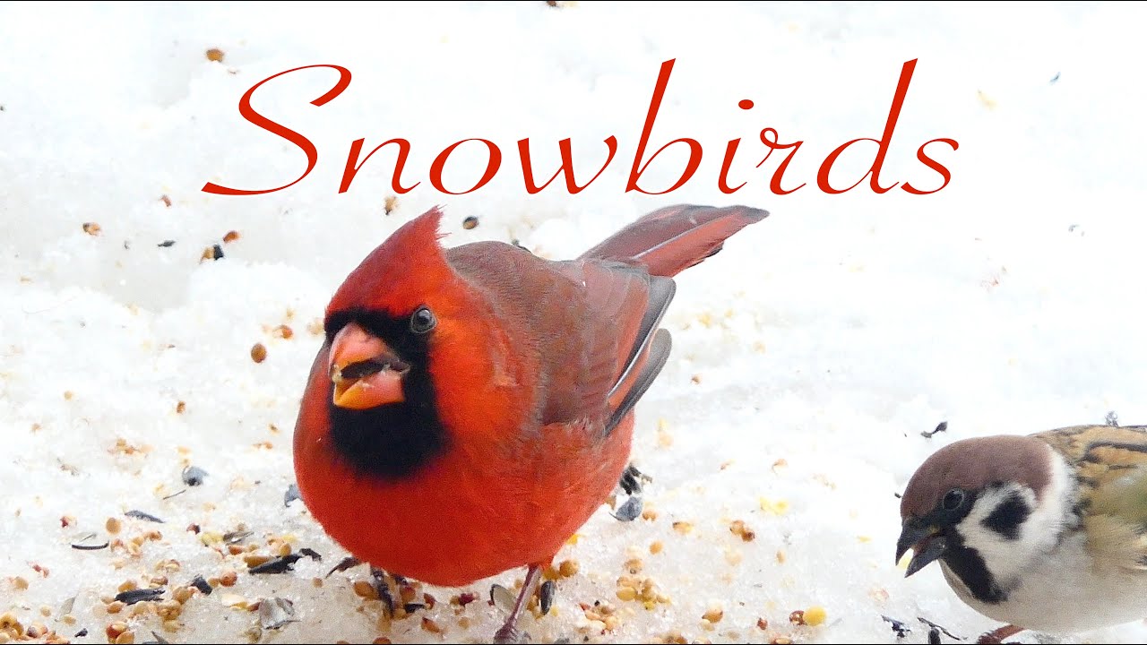 Snowbirds - 2 HOURS OF BEAUTIFUL BIRDS IN THE SNOW! - RELAX-TV 4K - YouTube
