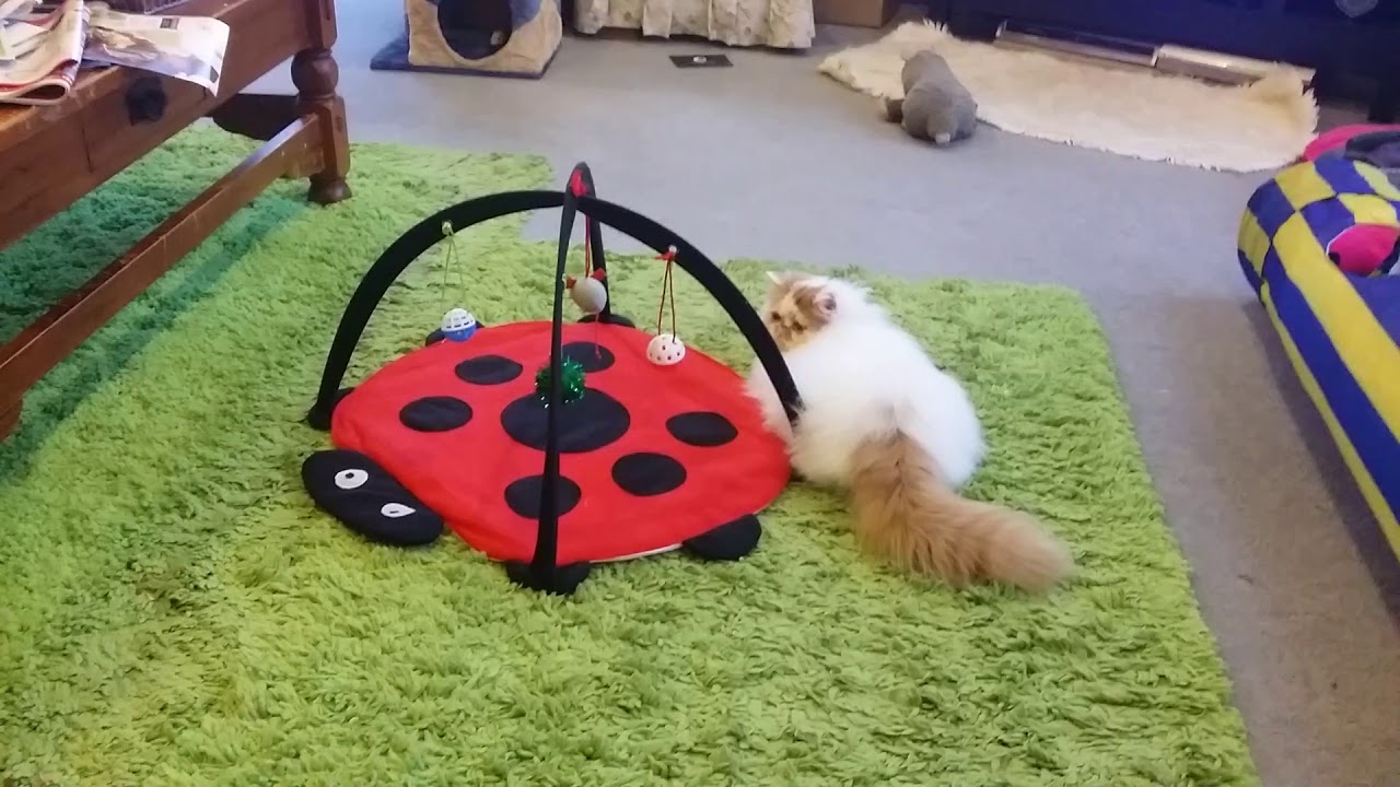 Cat plays with cat play thing. And dog. - YouTube