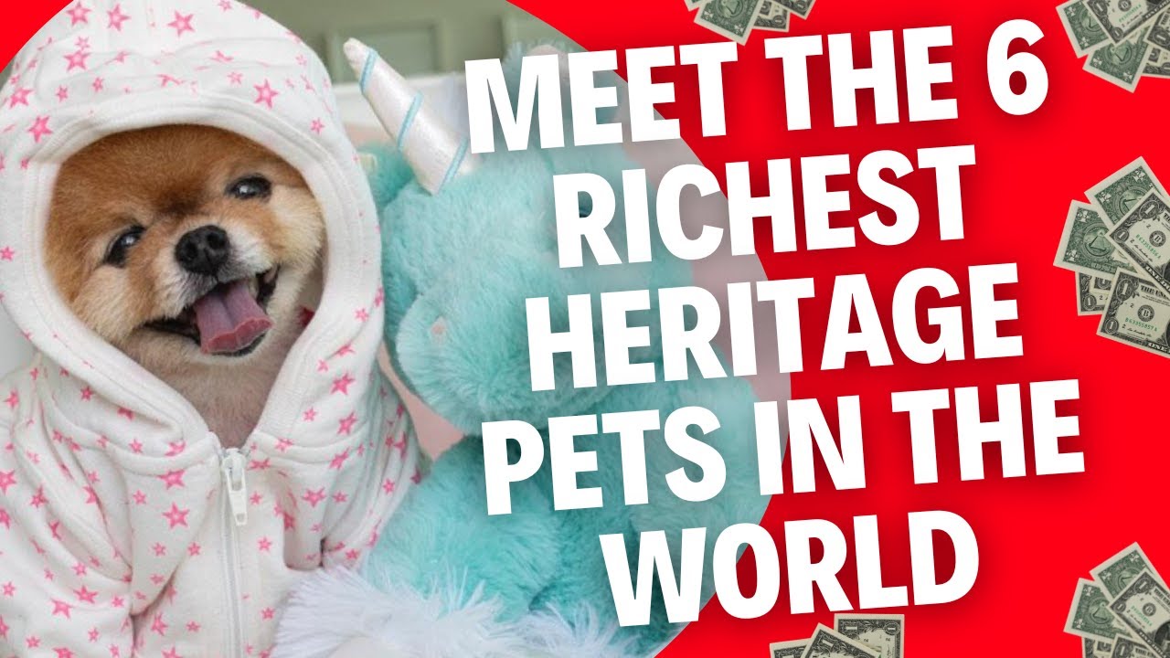 MEET THE 6 RICHEST HERITAGE PETS IN THE WORLD ‐Curious Head - YouTube