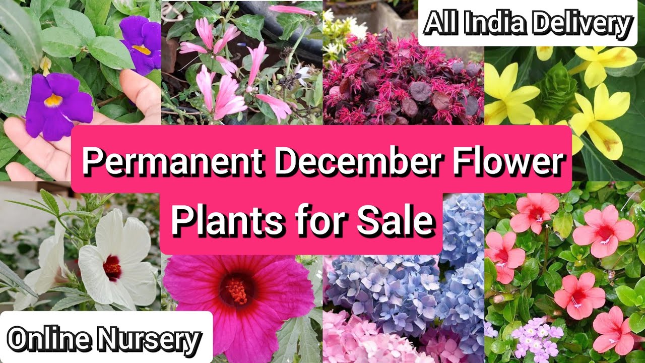 Permanent december flower plants for sale, online plants nursery, all ...