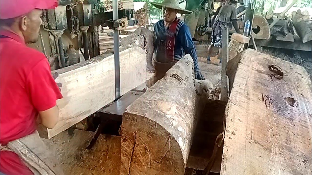 Menggergaji Kayu ara, rambutan dan kayu terap - YouTube