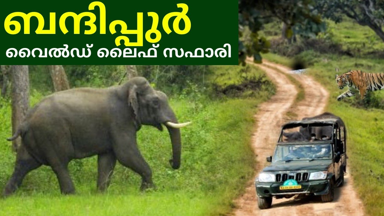 Bandipur Wild Life Safari | Bandipur National Park | Bandipur Tiger ...