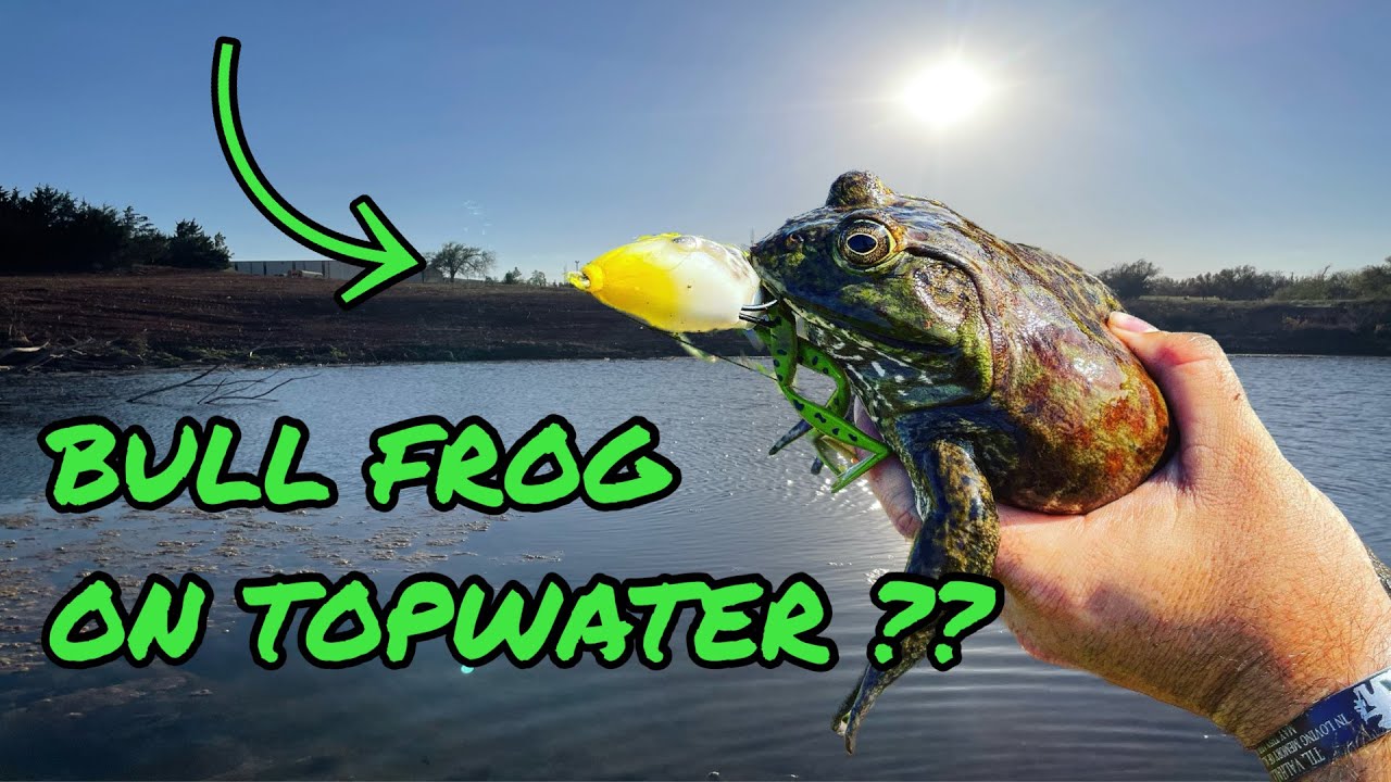 HUGE BULLFROG eats my TOP WATER FROG !!!! - YouTube