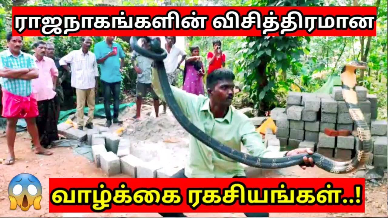 ராஜநாகங்களின் விசித்திரமான வாழ்க்கை ரகசியங்கள் | Rajanagam history in ...