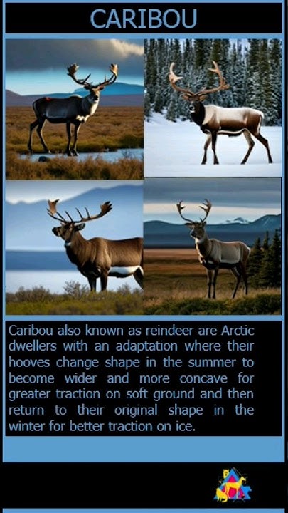 Caribou Facts: Ultimate arctic Migrant! - Animal Adventure Ave. - YouTube