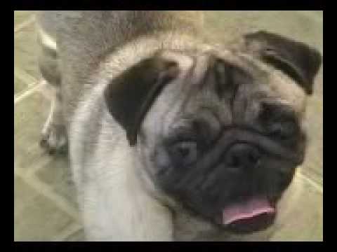 taz the dog amazing video - YouTube