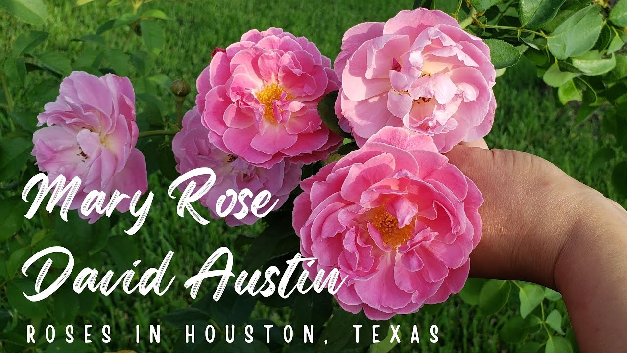 Mary Rose is an underrated David Austin rose - YouTube