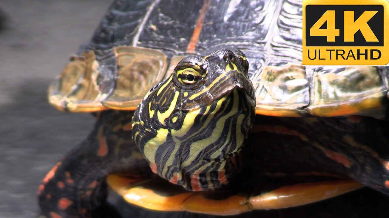 The Ultimate Turtle ASMR Relaxation Experience - YouTube