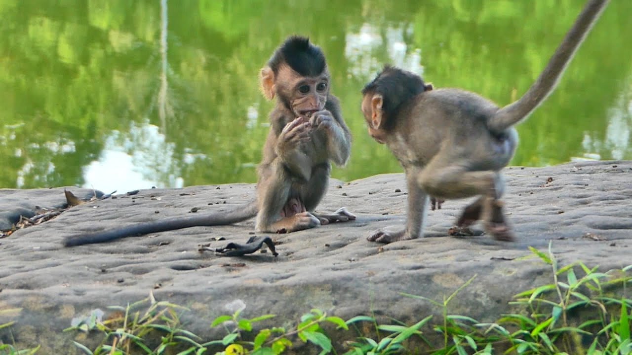 Autumn babe wants to play with Gabe baby monkey #babymonky #chorktoeum ...