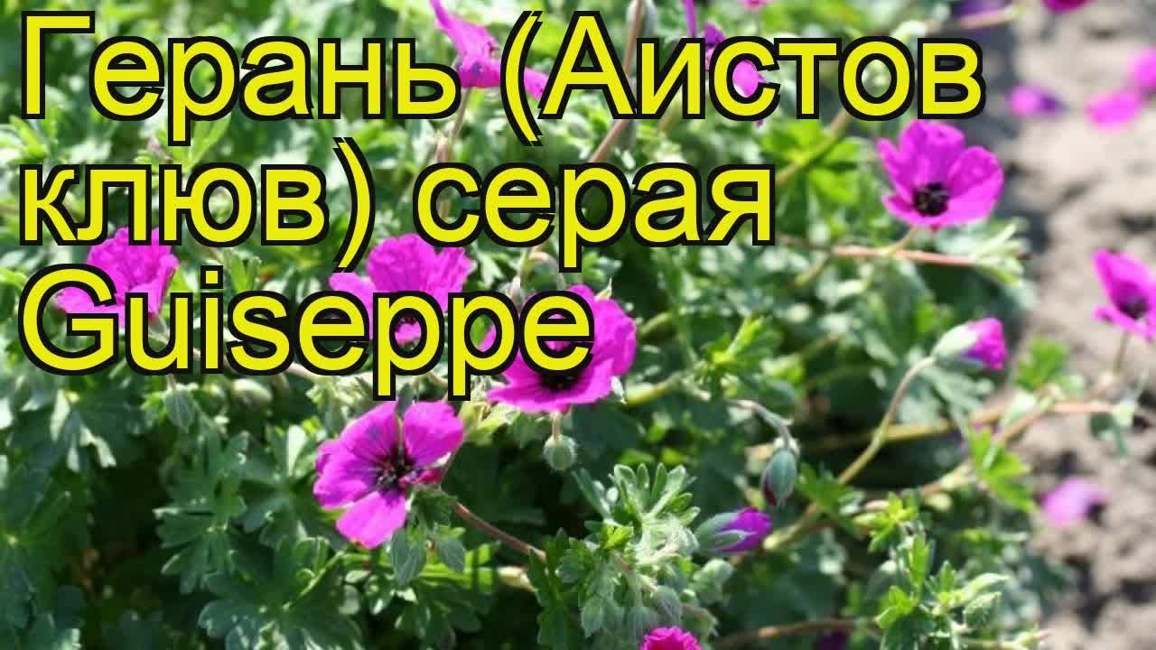 Герань серая Джузеппе. Краткий обзор, описание характеристик geranium ...